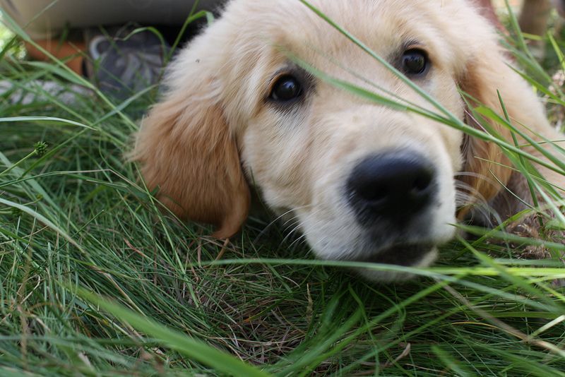 Ini Festival Yang Mungkin Bakal Melumerkan Hati Kamu