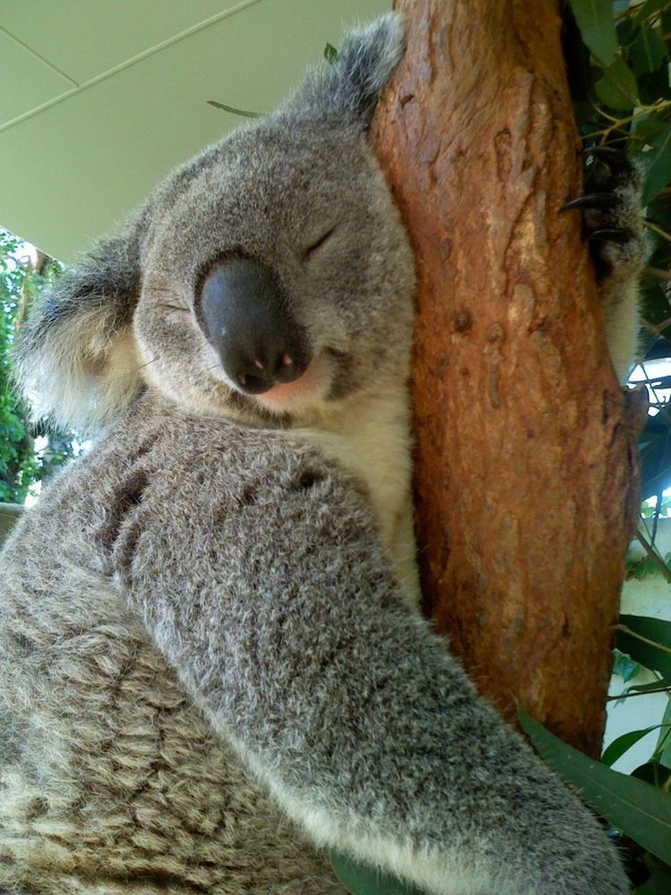 Mau Banget Bawa Koala-Koala Ini Pulang!