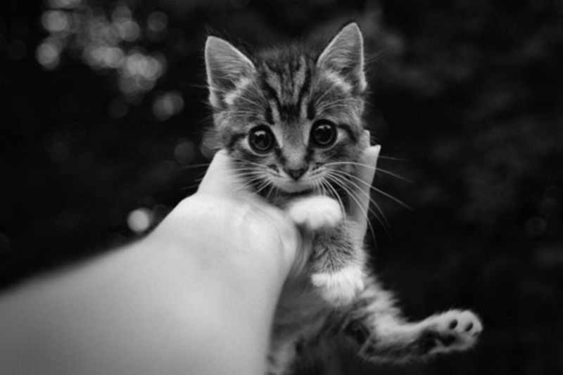 Ugly : Kucing Jalanan yang Mampu Mengajarkan Makna Kehidupan di Hari ...