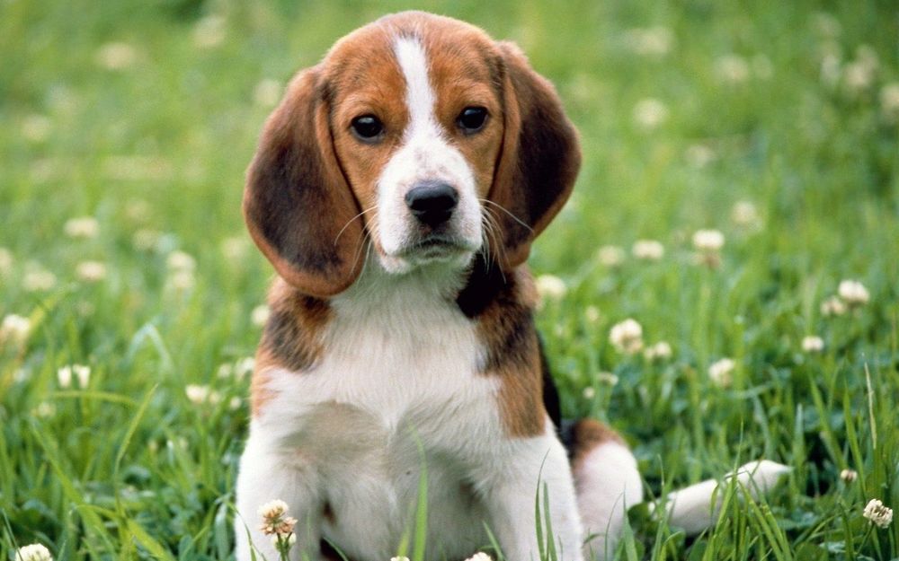 Sebelum Menjadikan Anjing Anggota Keluargamu yang Baru, Cermati ...