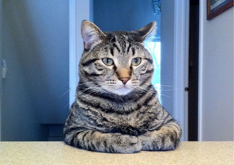 25 Kucing Super Imut yang Dijamin Akan Menghibur Perjalanan Mudik Kamu