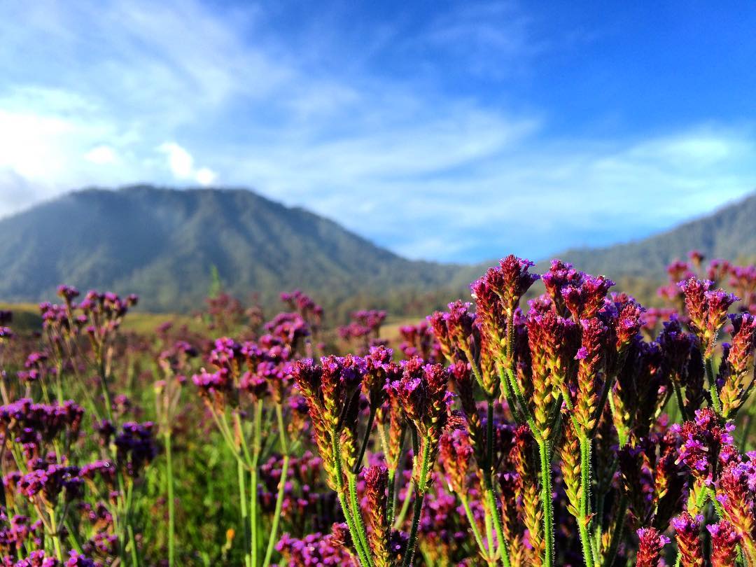 Dikira Lavender, Eh Ternyata Verbena. Tanaman Indah di Semeru yang ...