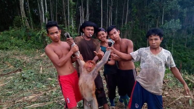 Bekantan Imut Ini Dibunuh Lalu Fotonya Dipajang di Facebook. Sungguh ...