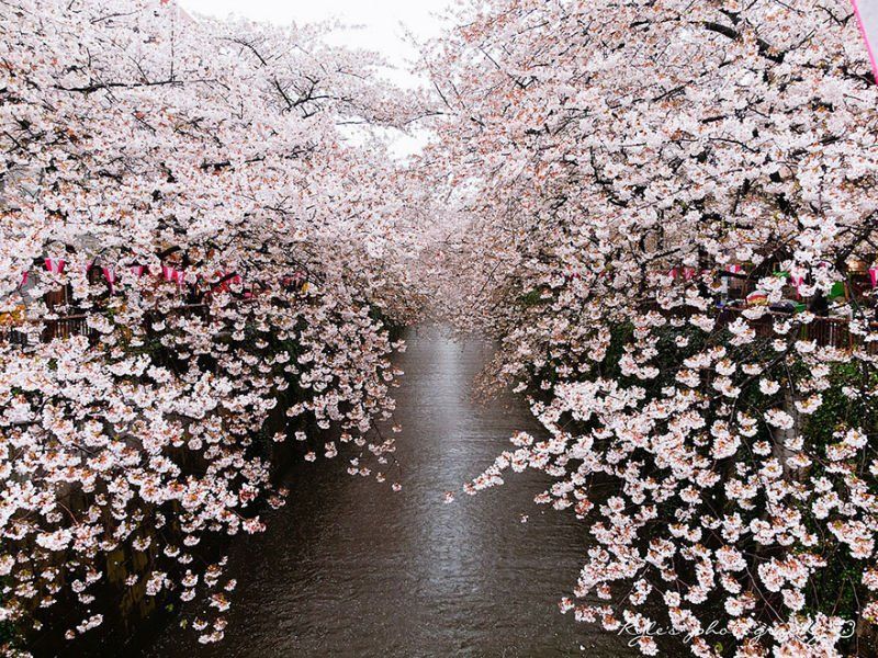 25 Potret Keindahan Negeri Sakura Jepang yang Bikin Nggak Bisa Berhenti ...