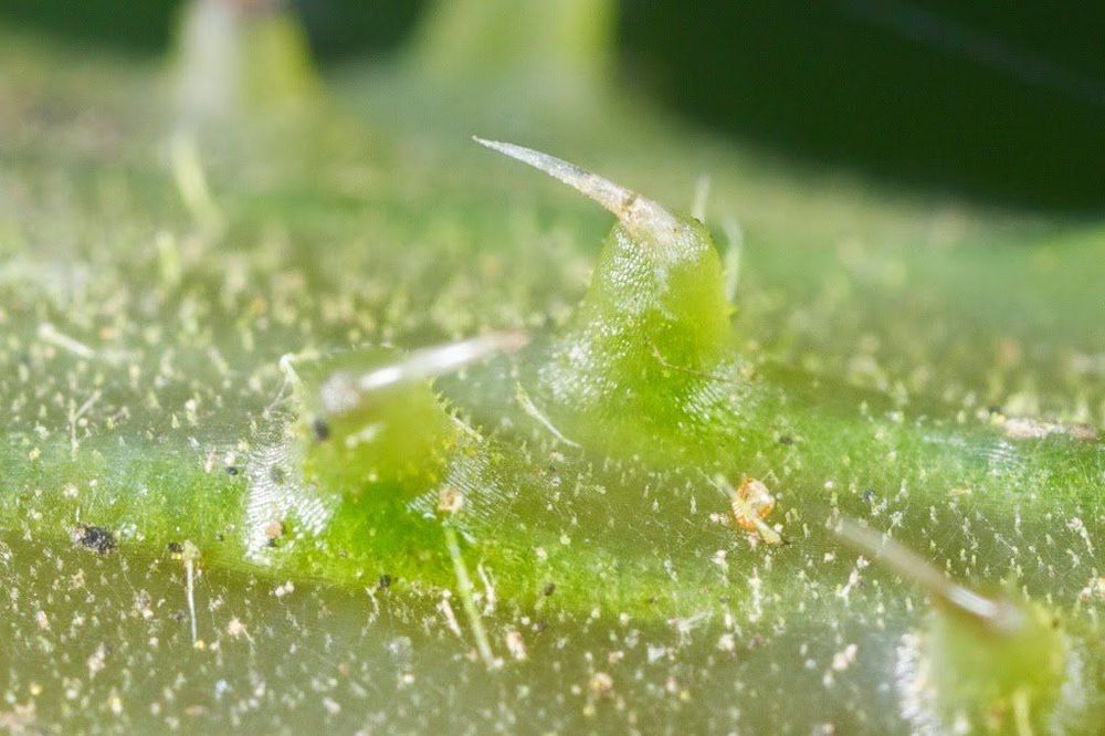 Gympie-gympie, Tanaman Paling Mematikan di Dunia. Kamu Harus Hati-hati ...