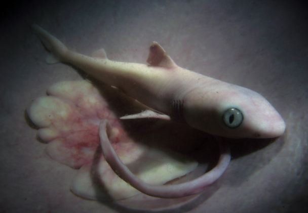 14 Foto Janin Binatang Ini Membuatmu Kagum dan Mensyukuri Hidup - Halaman 3