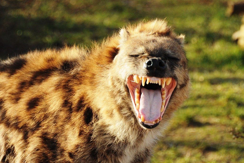 Hyena, Gelar Adat di Afrika yang Dilematis Bagi Cowok; Antara Status ...