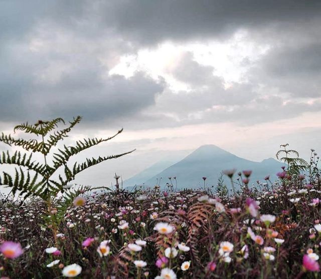 5 Taman Bunga di Indonesia Ini Sempurna untuk Latar Foto Pre-Wedding ...