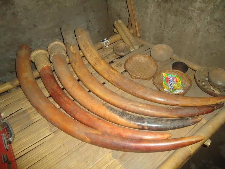 Mas Kawin Utama dalam Pernikahan Masyarakat Lamaholot Adalah Gading ...