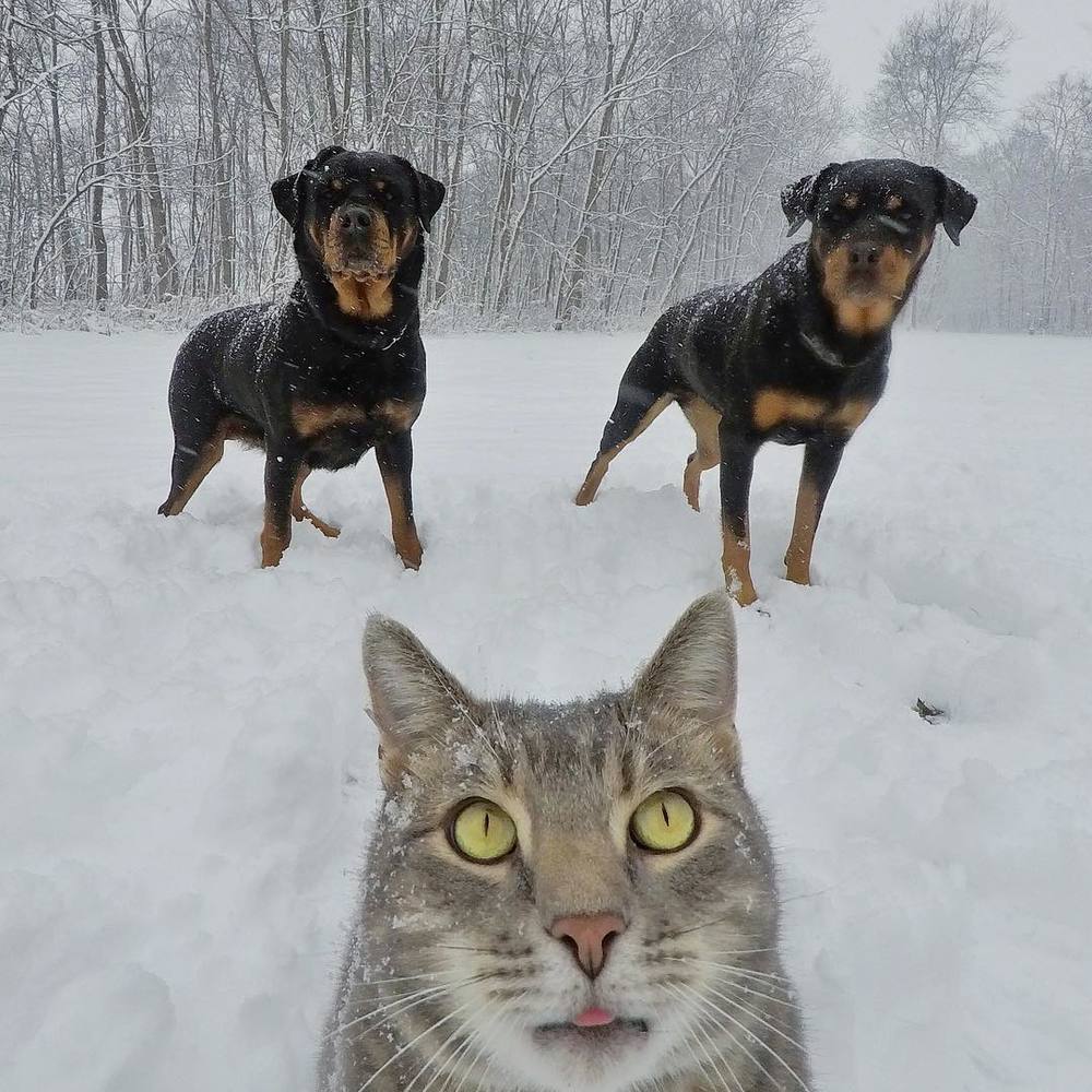 Kucing Ini Bisa Selfie Sendiri! Bahkan, Dia Punya 18 Foto yang Narsis Abis!