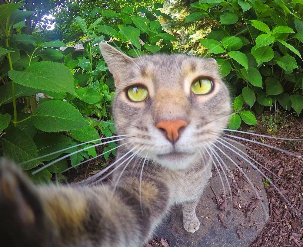 Kucing Ini Bisa Selfie Sendiri! Bahkan, Dia Punya 18 Foto yang Narsis Abis!