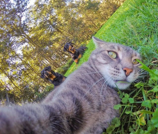 Kucing Ini Bisa Selfie Sendiri! Bahkan, Dia Punya 18 Foto yang Narsis Abis!