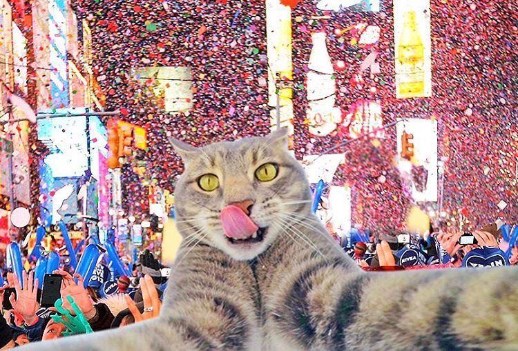 Kucing Ini Bisa Selfie Sendiri! Bahkan, Dia Punya 18 Foto yang Narsis Abis!