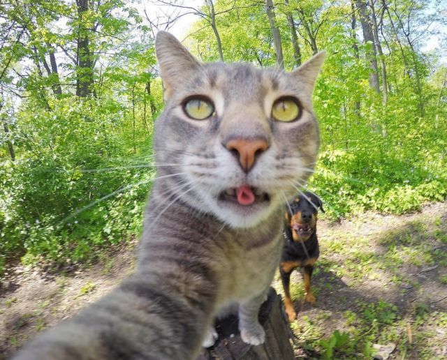 Kucing Ini Bisa Selfie Sendiri! Bahkan, Dia Punya 18 Foto yang Narsis Abis!