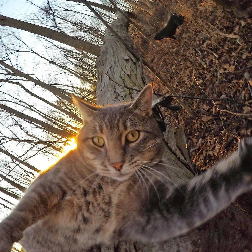 Kucing Ini Bisa Selfie Sendiri! Bahkan, Dia Punya 18 Foto yang Narsis Abis!