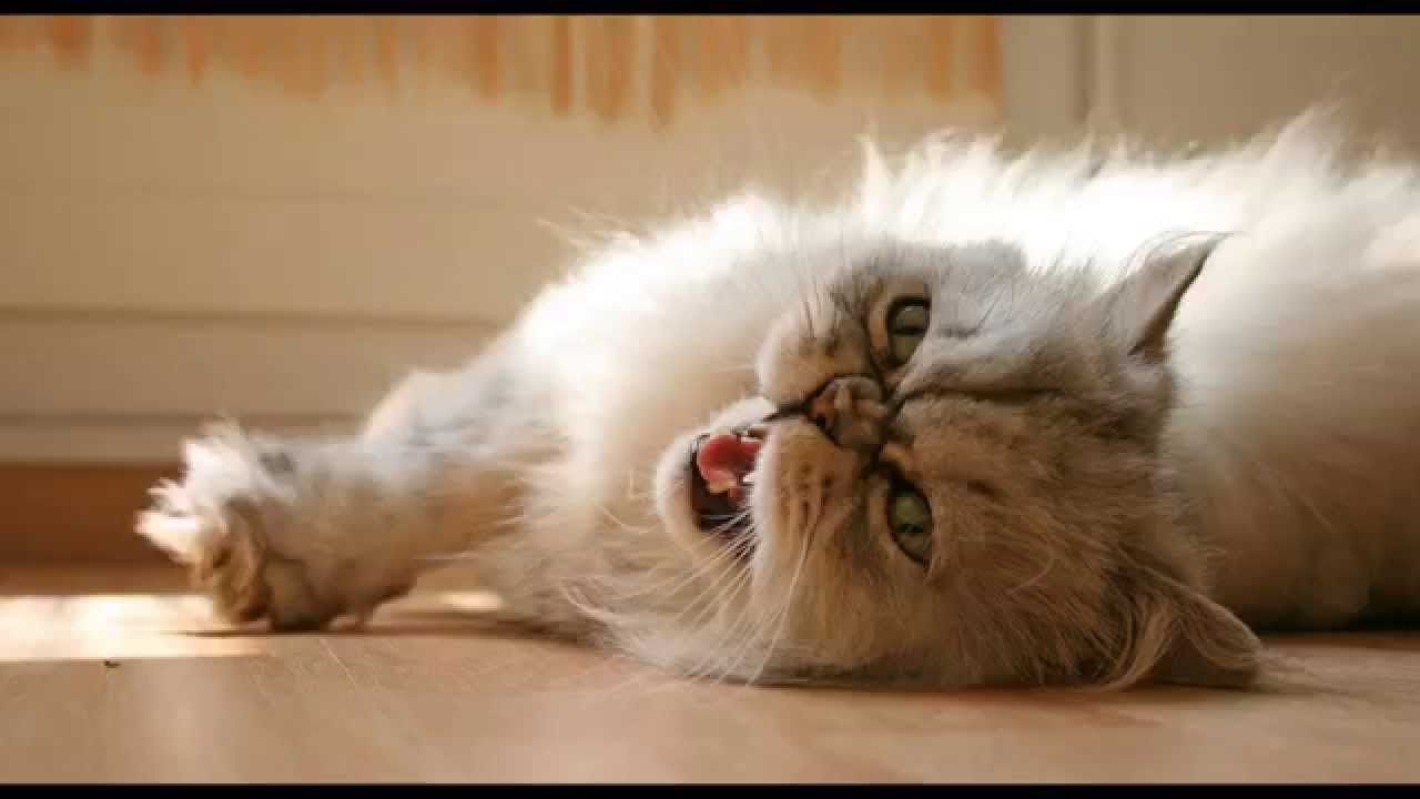 14 Bahasa Tubuh Kucing Ini Ada Maksudnya, Kenali Petunjuk Ini Biar Kamu ...