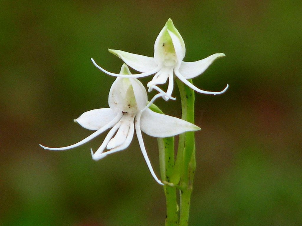 24 Bunga Ini Punya Bentuk Aneh Bin Ajaib, dari yang Mirip Muka Hewan ...