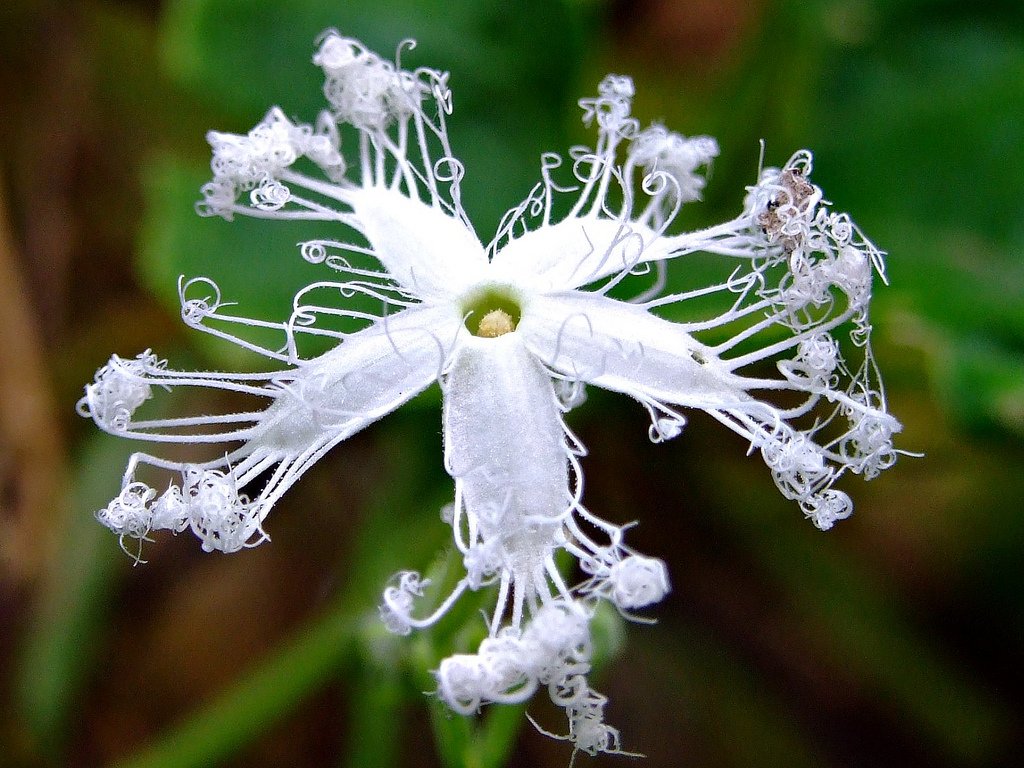 24 Bunga Ini Punya Bentuk Aneh Bin Ajaib, dari yang Mirip Muka Hewan ...