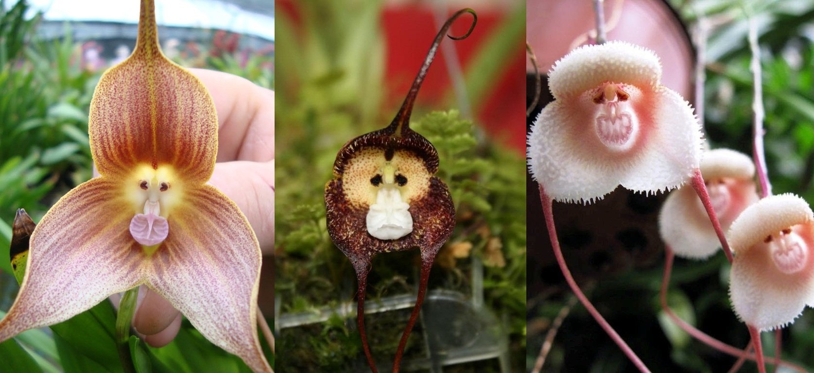 24 Bunga Ini Punya Bentuk Aneh Bin Ajaib, dari yang Mirip Muka Hewan ...