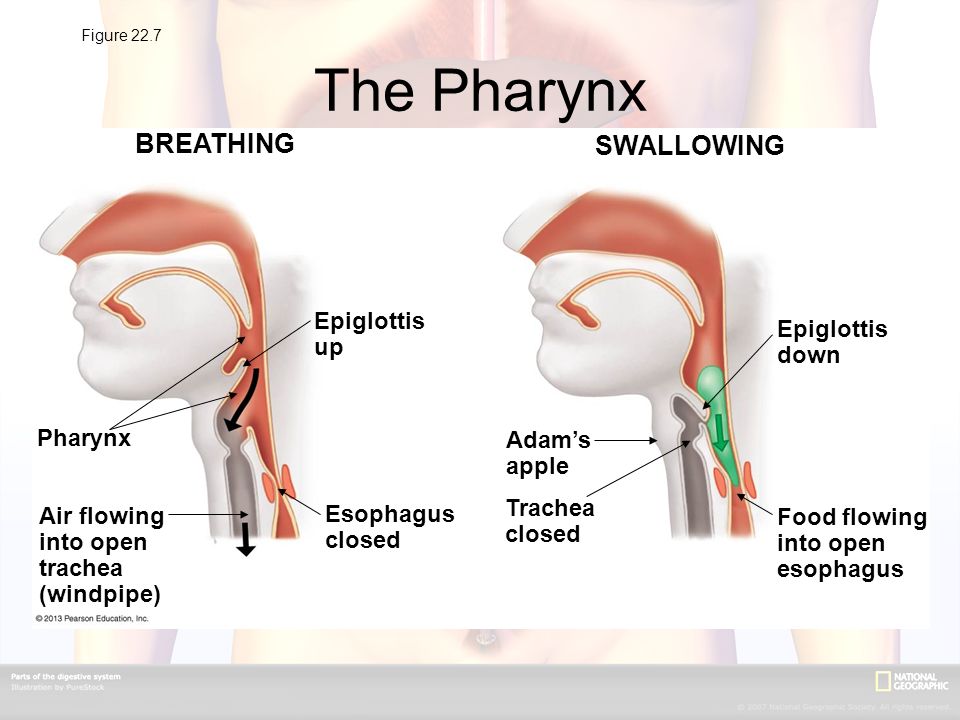 Gara-gara Tersedak, Nyawa Balita ini Melayang. Kuasai 4 Teknik Ini ...