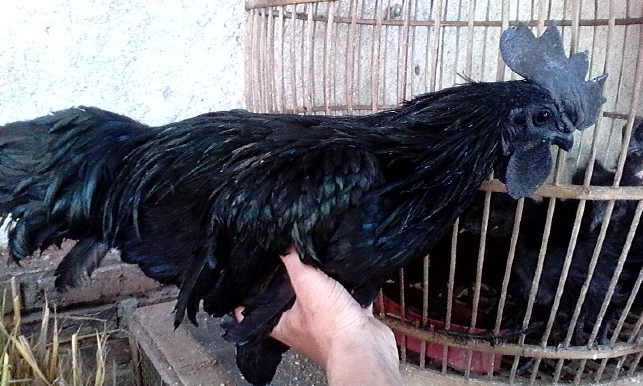 6 Fakta Unik Ayam Cemani, Ayam Hitam Legam yang Popularitasnya Sudah ...