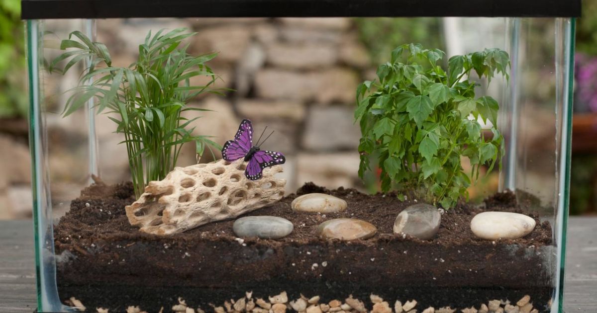 8 Tanaman Mini Ini Cocok Buatmu, Pasangan Muda Berumah Sempit Tanpa Halaman