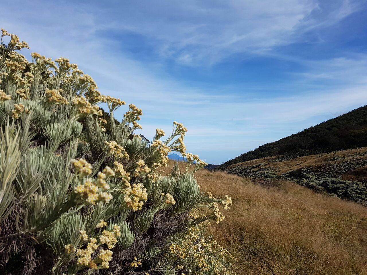 Meski Namanya Bule, Bunga Edelweiss Ternyata Spesial Banget Lho Buat ...
