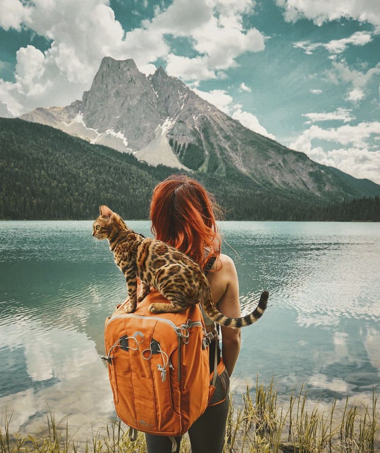 Suki, Si Kucing Traveler yang Hits di Instagram. Foto-Fotonya Keren dan ...