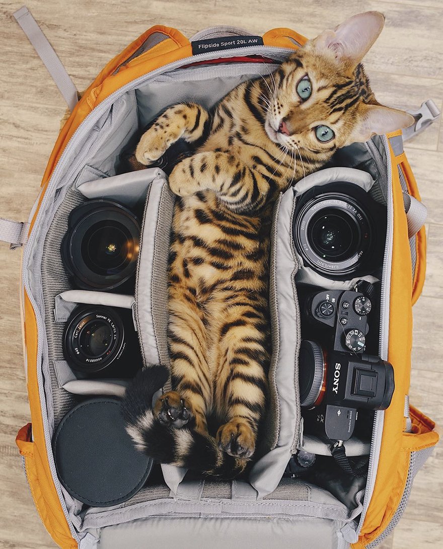 Suki, Si Kucing Traveler yang Hits di Instagram. Foto-Fotonya Keren dan ...