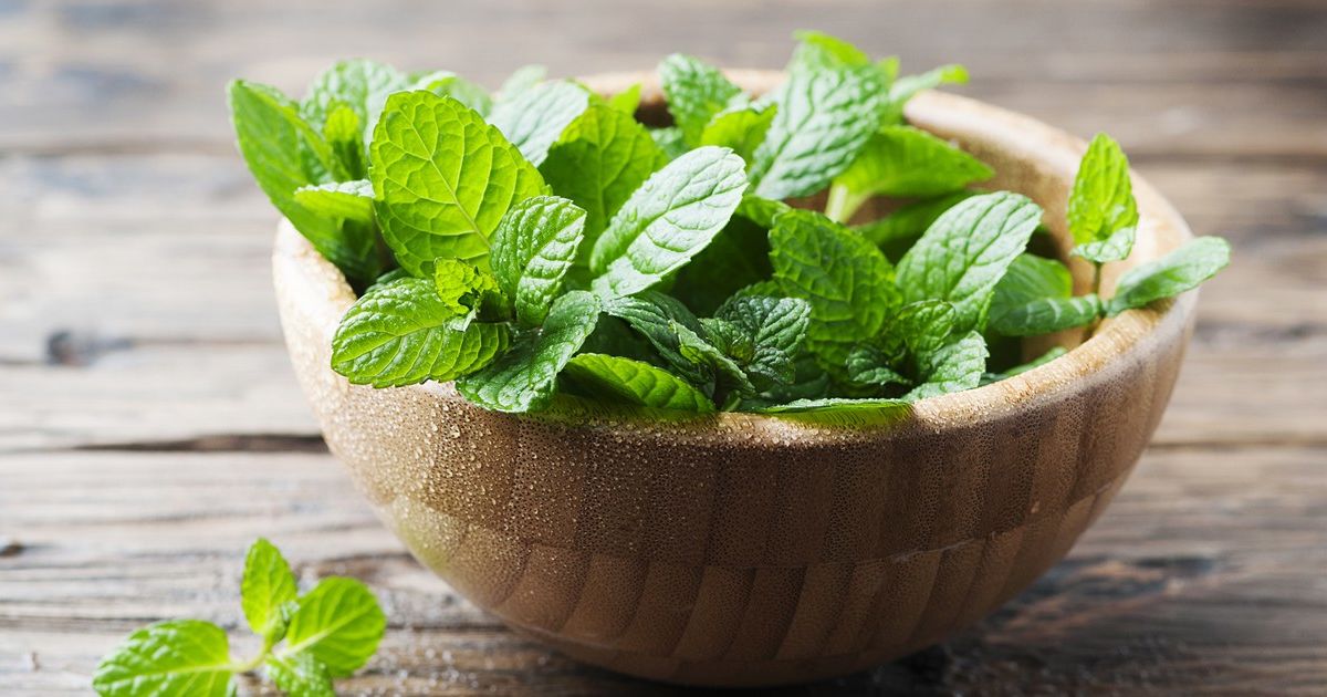 Bukan Cuma Ada di Permen, Ini 7 Manfaat Daun Mint untuk Kesehatan Kamu