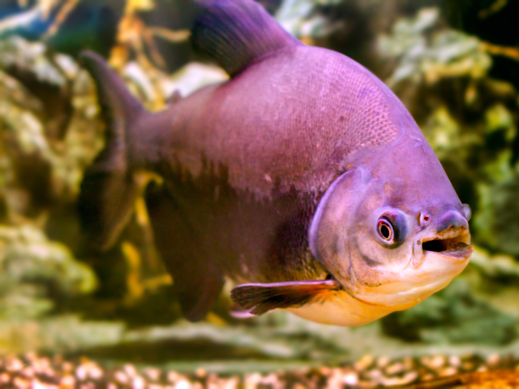 10 Hewan Paling Aneh dari Seluruh Dunia. Yakin Deh Kamu Belum Pernah ...