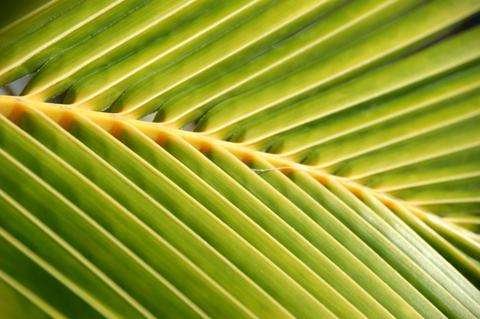 Bukan Hanya Jadi Penanda Tempat Hajatan, Ini Makna Filosofis di Balik ...