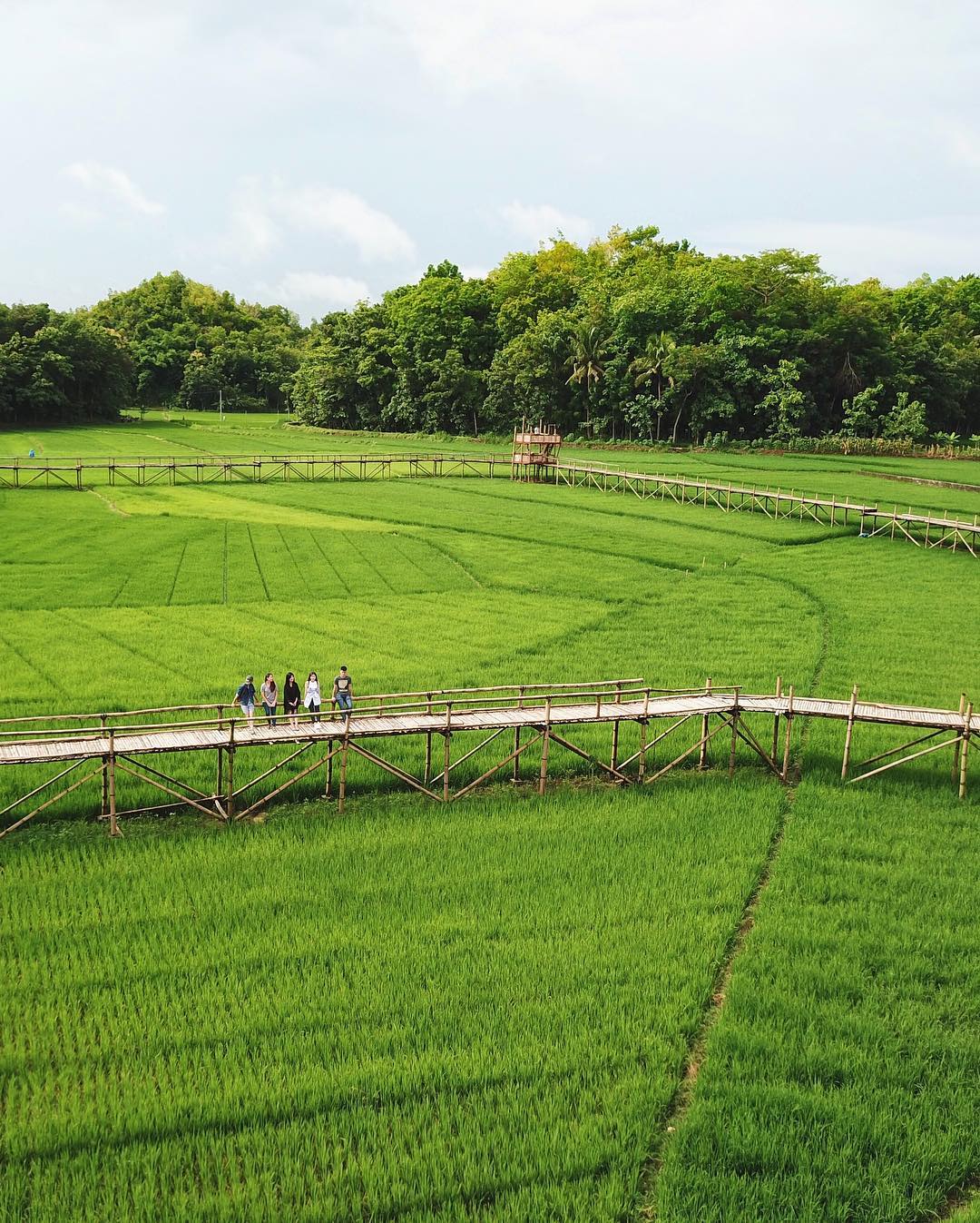 Persawahan Sukorame, Destinasi Hits yang Lagi Viral di Bantul. Kapan ...