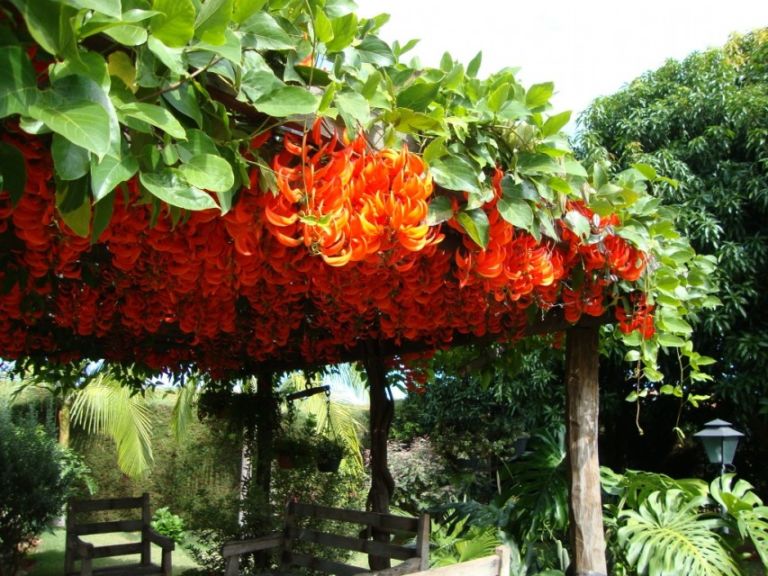 Rumahmu Nggak Butuh AC Lagi, Kalau Sudah Ada 10 Tanaman Rambat yang ...