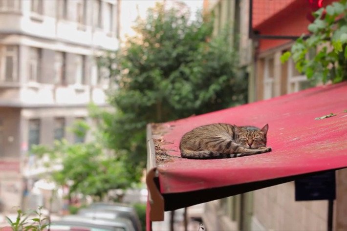 Istanbul: Kota Ribuan Kucing Liar. Jangan Kaget Kalau di Pinggir Jalan ...