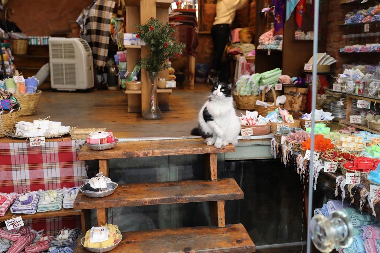 Istanbul: Kota Ribuan Kucing Liar. Jangan Kaget Kalau di Pinggir Jalan ...