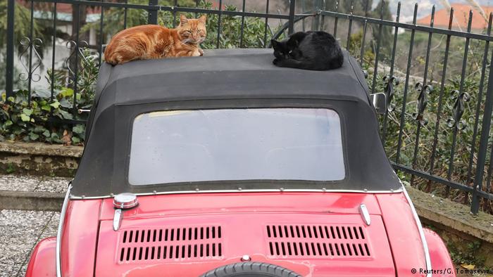 Istanbul: Kota Ribuan Kucing Liar. Jangan Kaget Kalau di Pinggir Jalan ...