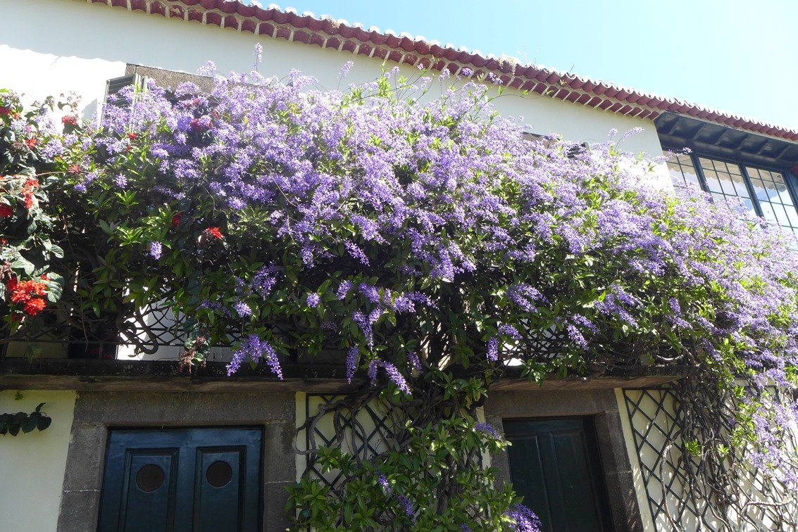 Rumahmu Nggak Butuh AC Lagi, Kalau Sudah Ada 10 Tanaman Rambat yang ...