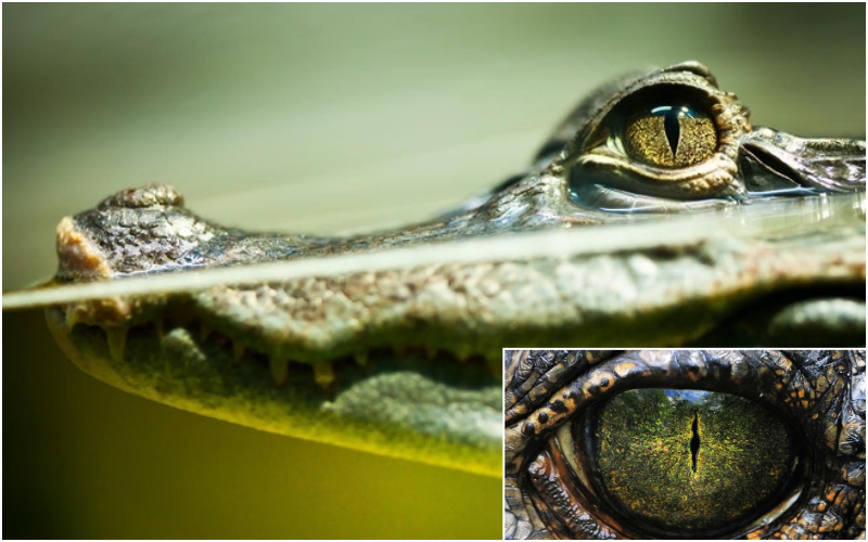 11 Mata Hewan yang Paling Menakjubkan. Dari yang Bentuknya Kotak Sampai ...