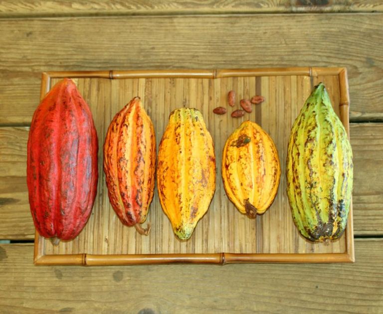 Begini Proses Berubahnya Buah Kakao Jadi Cokelat yang Kita Kenal ...