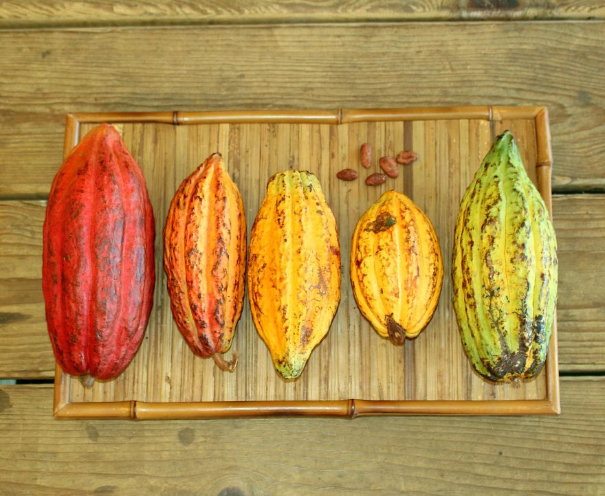 Begini Proses Berubahnya Buah Kakao Jadi Cokelat yang Kita Kenal ...