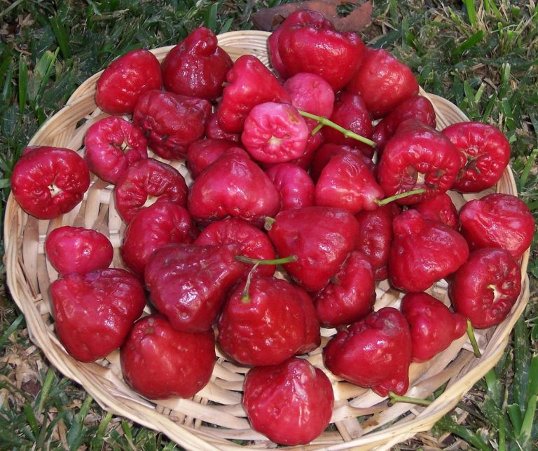 Kalender Musim Buah di Indonesia, Berbagai Jadwal Panen Buah