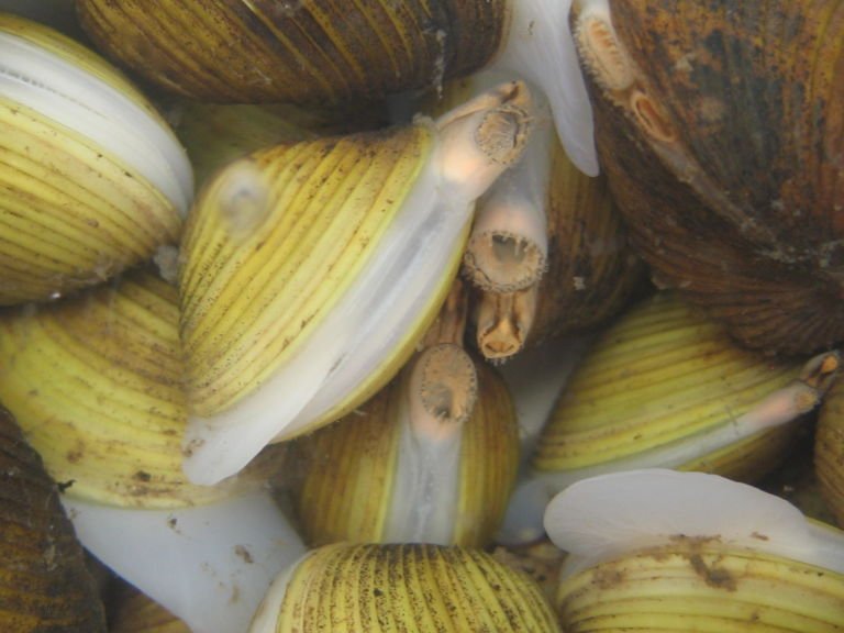 5 Fakta Cara Hidup Kerang, Termasuk Bagaimana Ia Berjalan dan Bisa ...