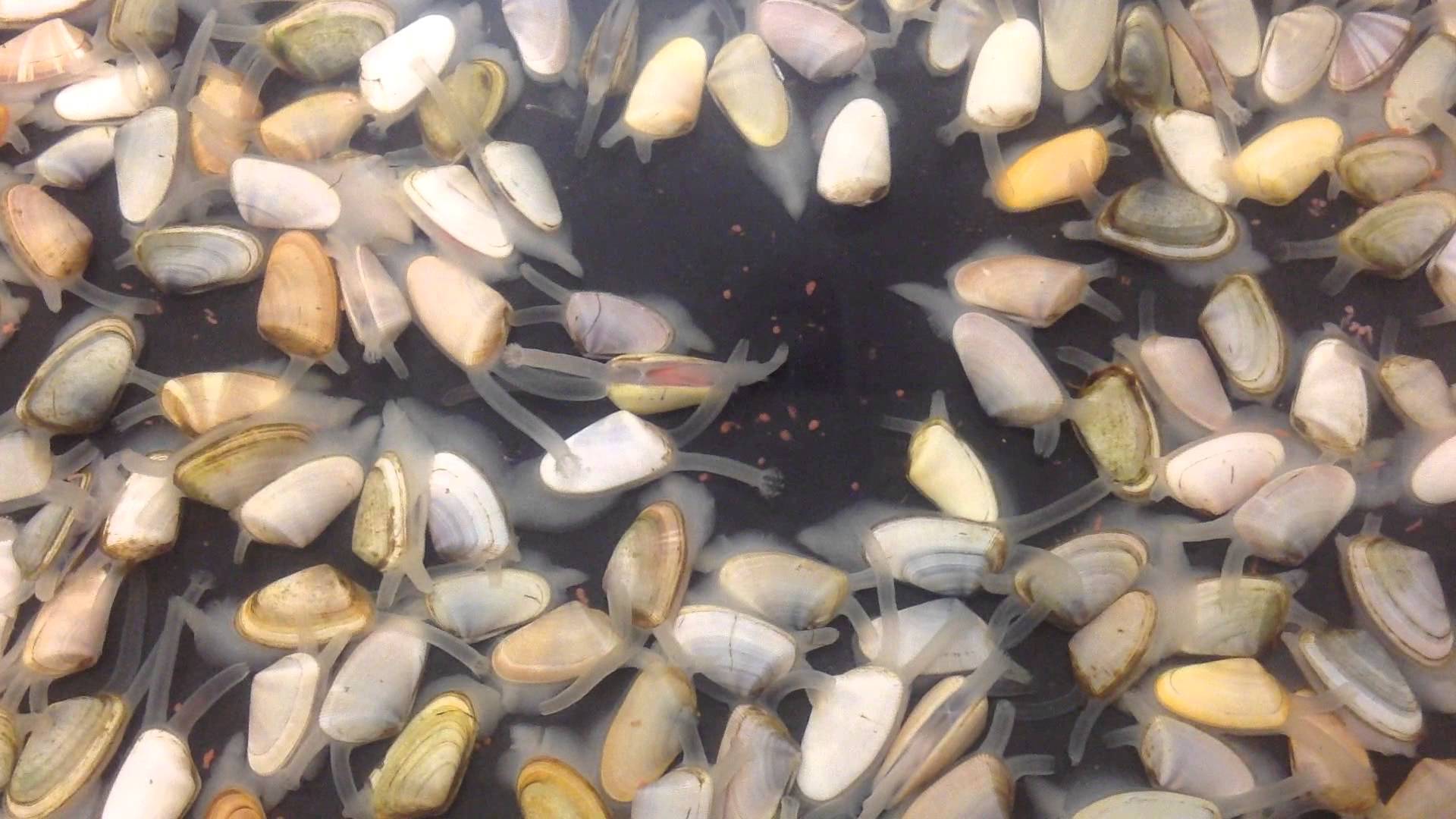 5 Fakta Cara Hidup Kerang, Termasuk Bagaimana Ia Berjalan dan Bisa ...