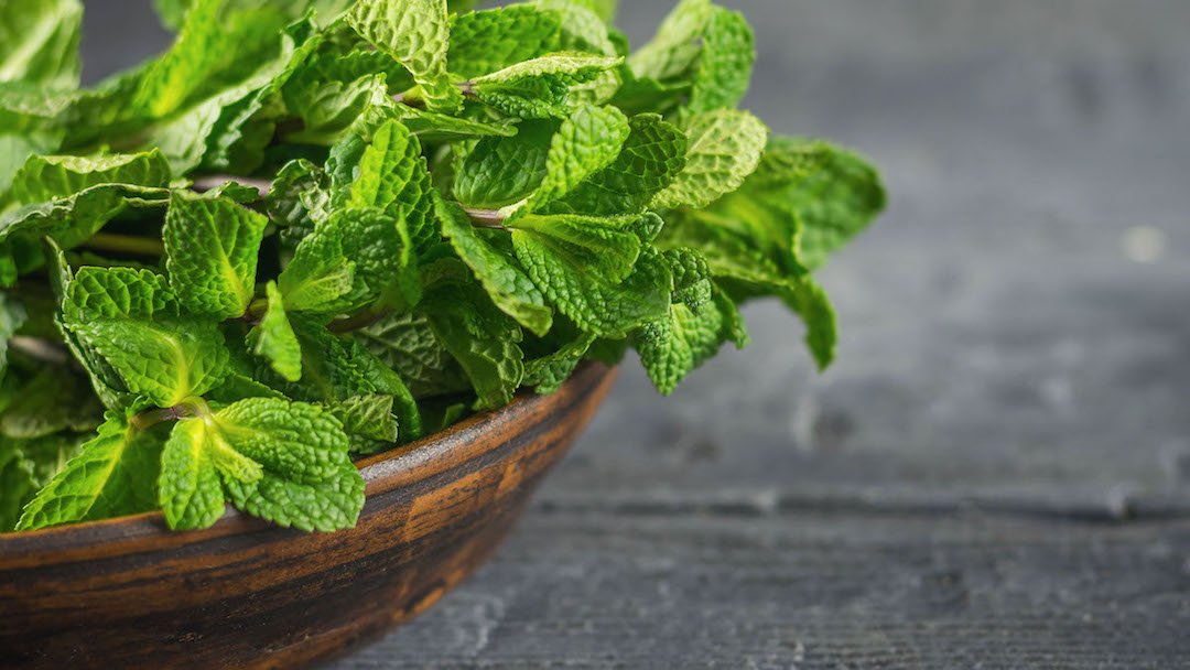 10+ Khasiat Rahasia Daun Spearmint yang Bisa Kamu Manfaatkan. Harga ...