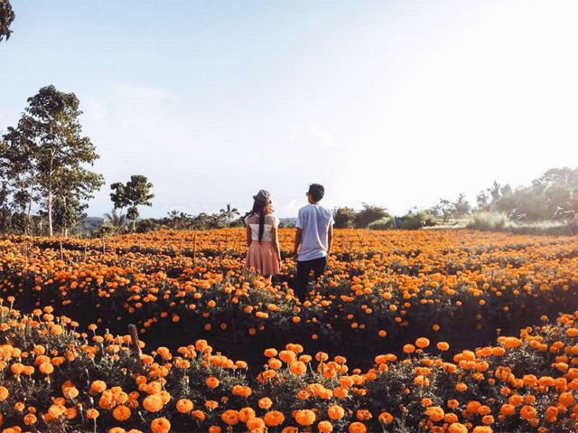 Gemitir Garden, Taman Bunga Marigold yang Instagramable di Bali. Jadi ...