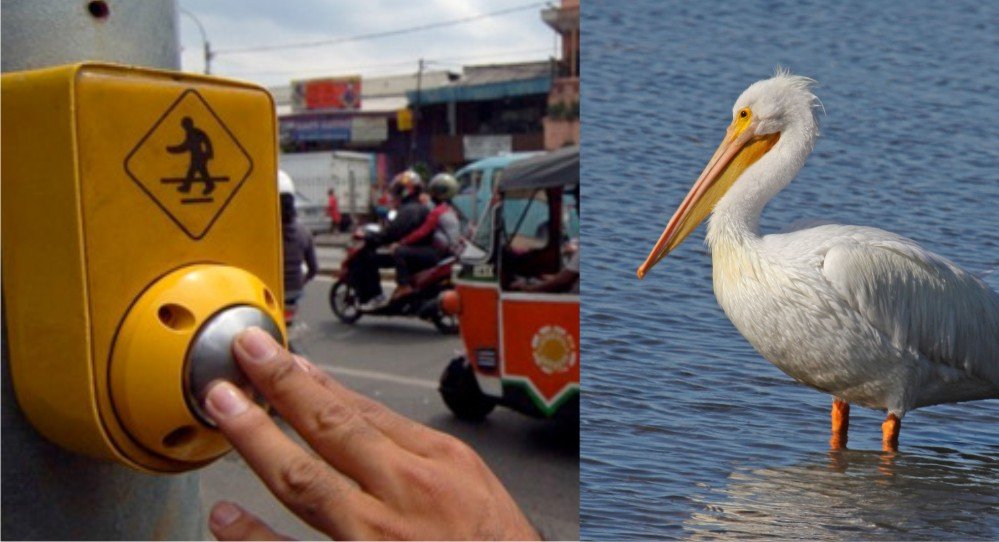 Bukan Zebra dan Pelican Cross Aja, Ini 7 Jenis Penyebrangan Jalan Lain ...
