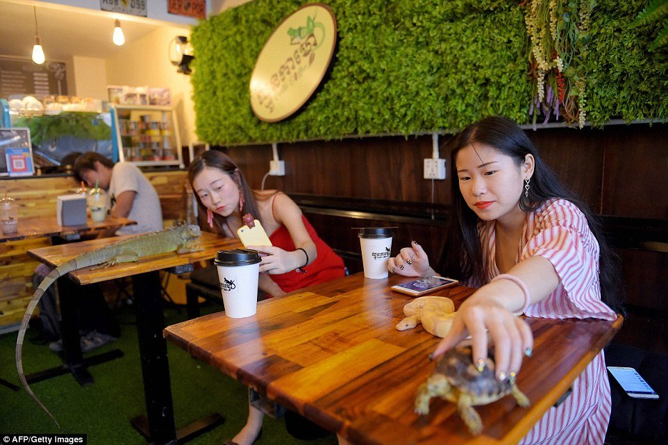 Kafe Reptil, di Kafe Ini Kamu Bisa Selfie dengan Ular dan Iguana. Wah ...