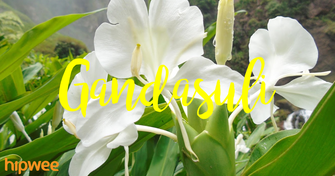 14+ Inspirasi Nama Bayi Perempuan Berdasarkan Nama Bunga Mancanegara ...