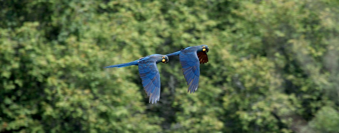 Burung Biru di Film 'Rio' Dinyatakan Punah di Alam Liar. Sedih Banget ...